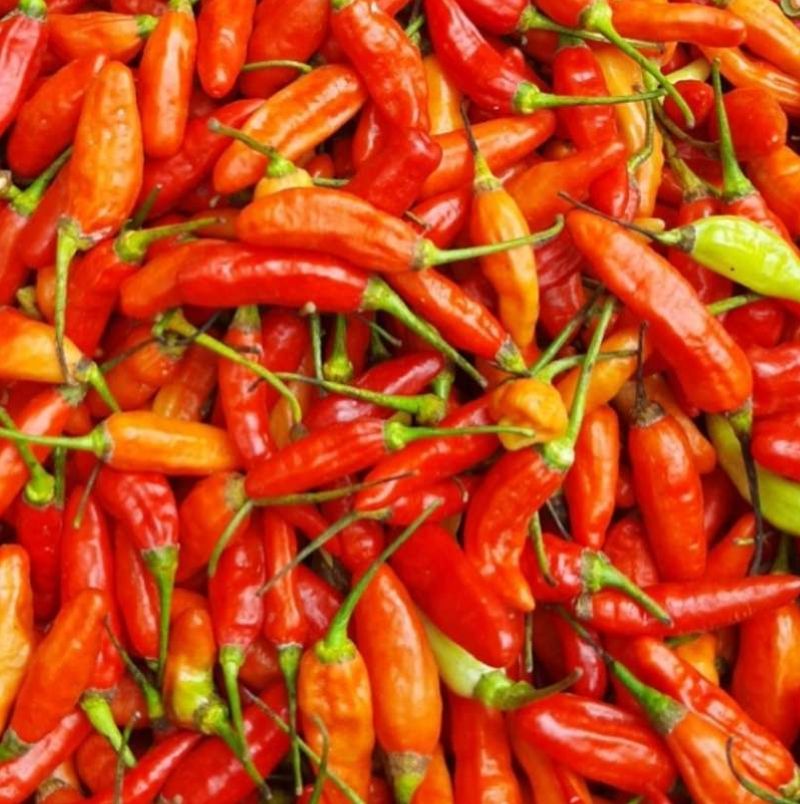 Harga Cabai Rawit Merah di Bekasi Tembus Rp 90 Ribu Jelang Nataru ...